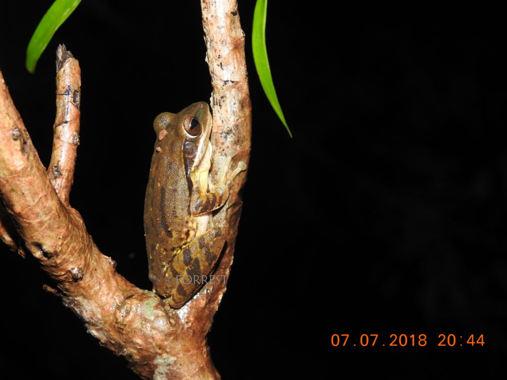 Western tree frog Polypedates occidentalis_Raee | FORREST
