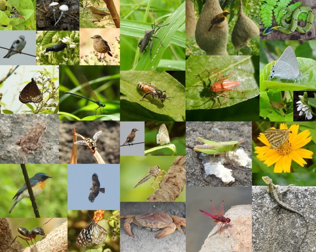 alc biodiversity collage | FORREST