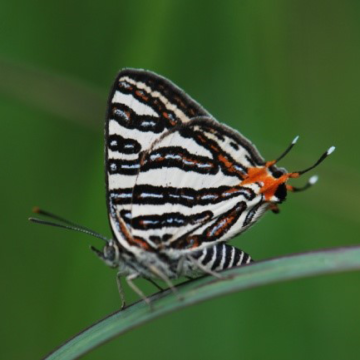 common silverline | FORREST