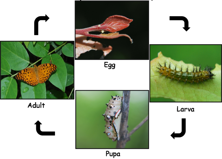 life cycle common leopard | FORREST