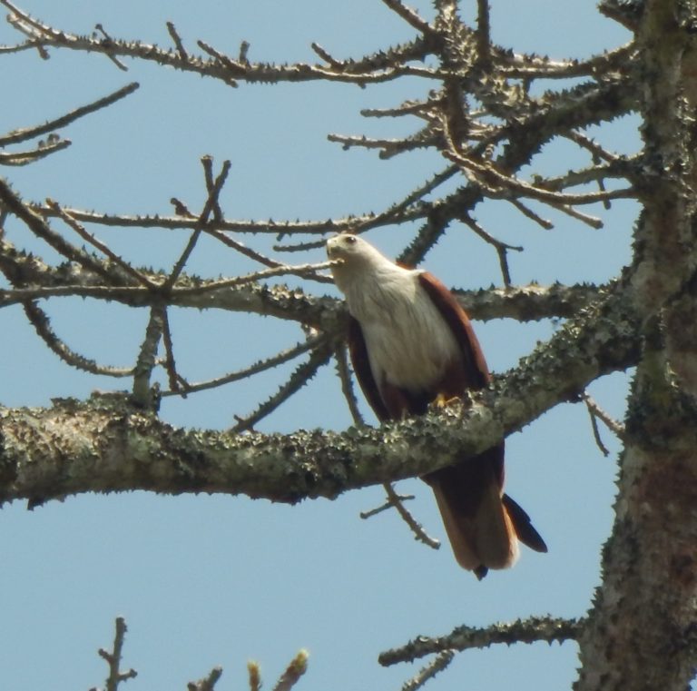 Identification of Common Indian Raptors | FORREST