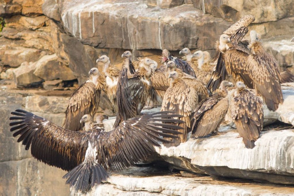 Identification of Common Indian Raptors | FORREST