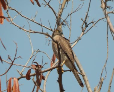 Identification of Common Indian Raptors | FORREST