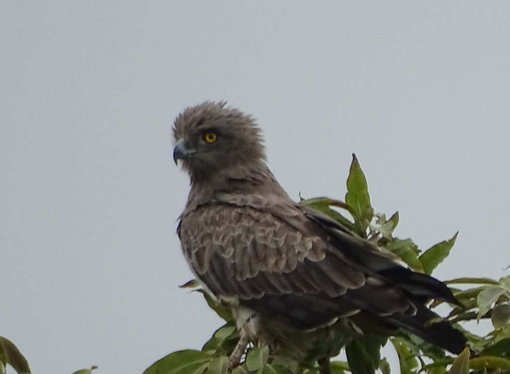 Identification of Common Indian Raptors | FORREST