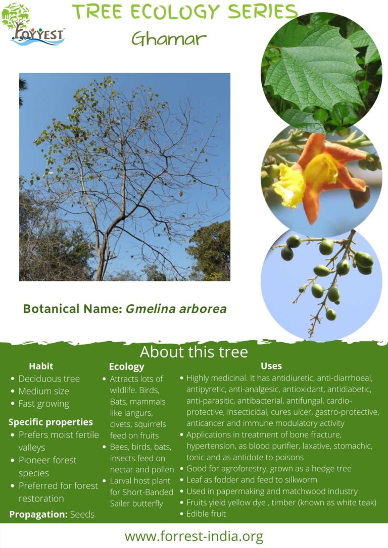 28-Gmelina-arborea-ghamar | FORREST
