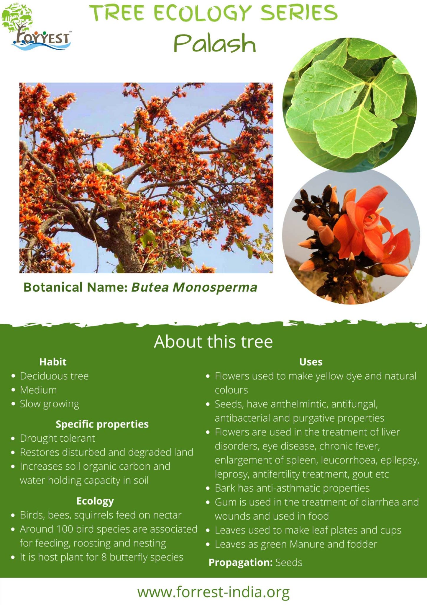 Butea-Monosperma-Palash | FORREST
