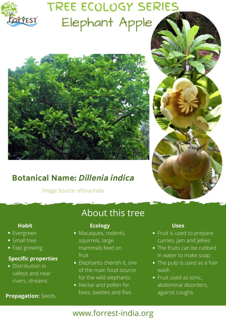 Tree Ecology Series | FORREST