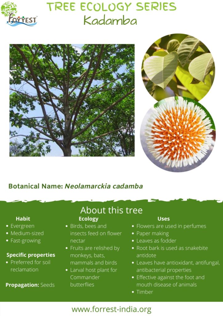 Neolamarckia-cadamb-Kadamb | FORREST