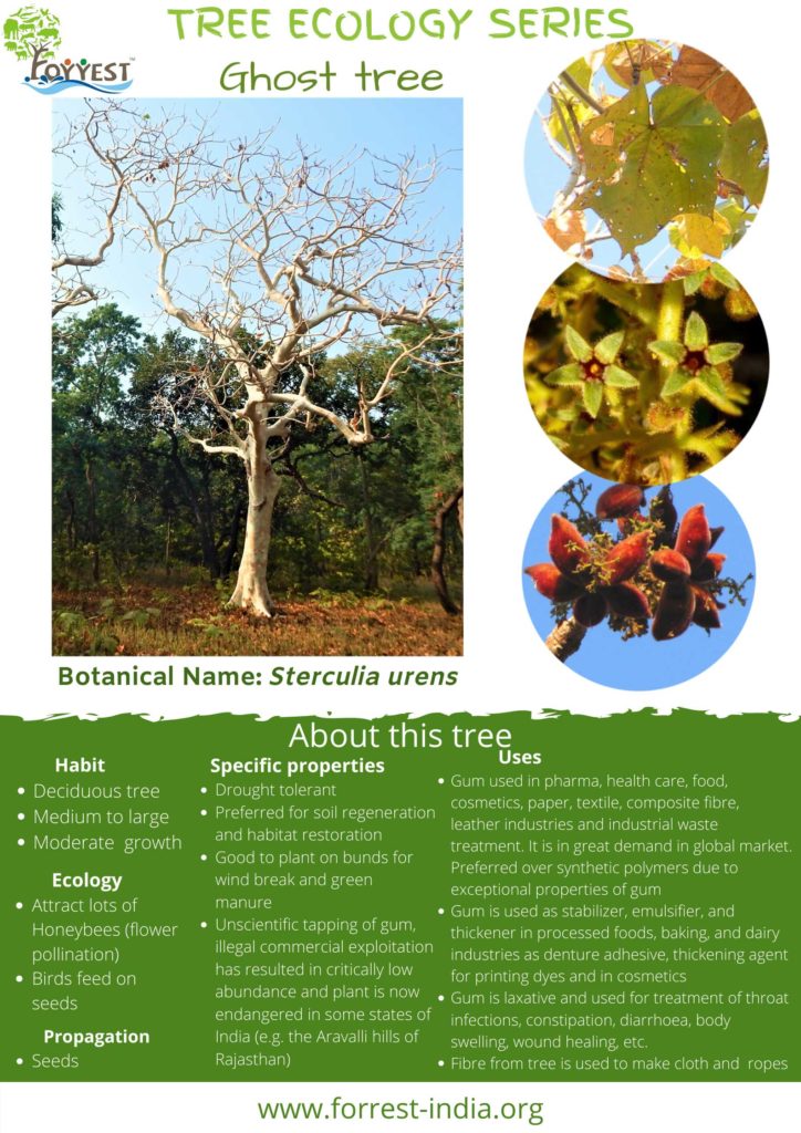 Sterculia-urens-ghost-tree | FORREST