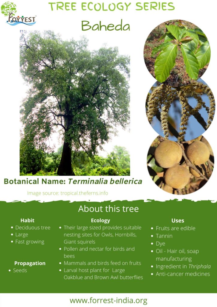 Tree Ecology Series | FORREST