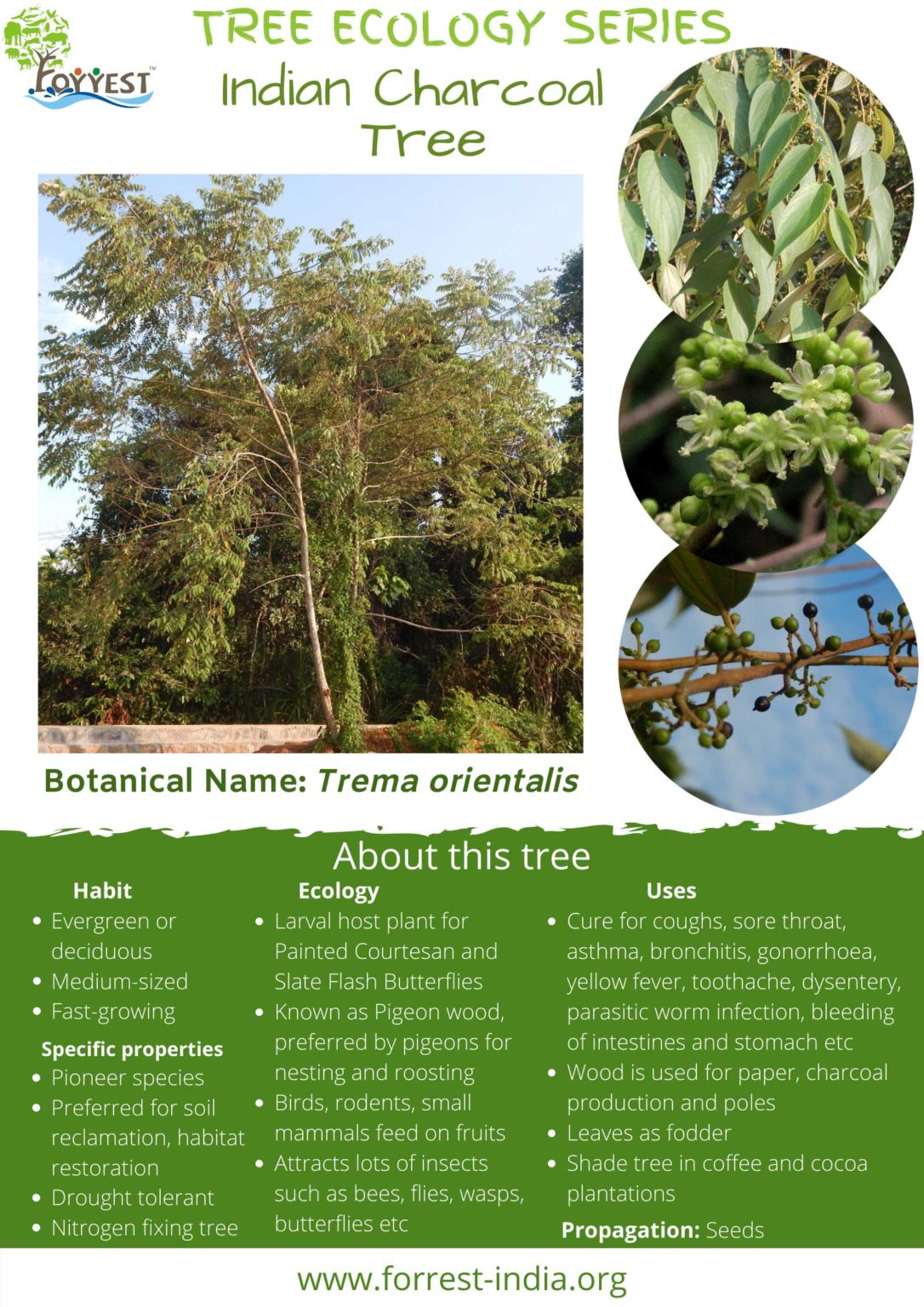 Trema-orientalis charcoal tree | FORREST