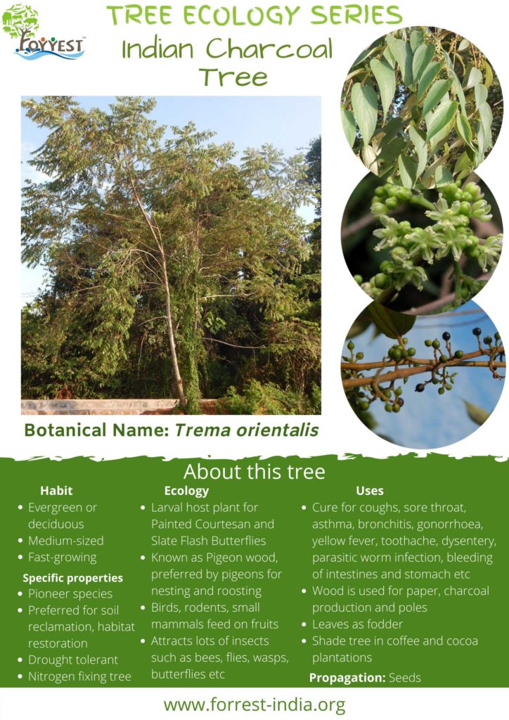 Trema-orientalis charcoal tree | FORREST