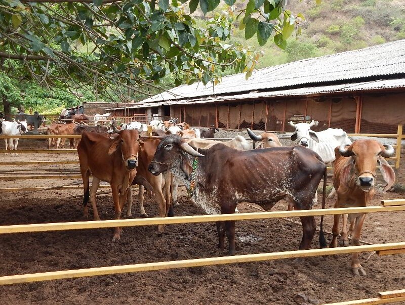 Identification of Common Indian Raptors | FORREST